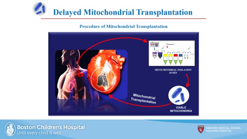 Delayed Mitochondrial Transplantation by Intracoronary Injection for ...